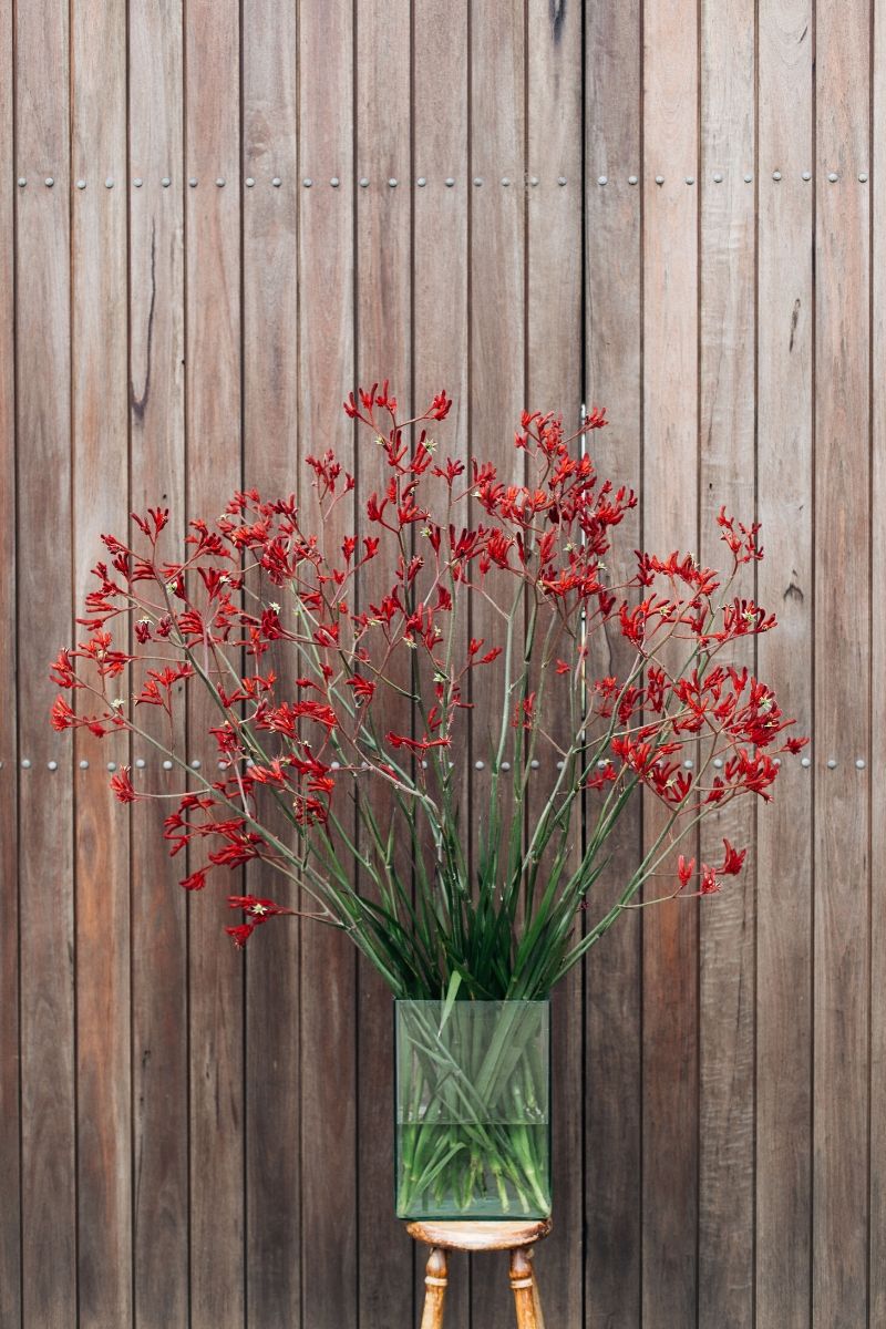 Discover the Farm | Jonima Flowers
