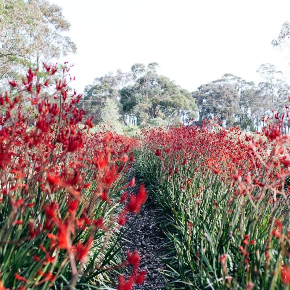 Discover the Farm | Jonima Flowers